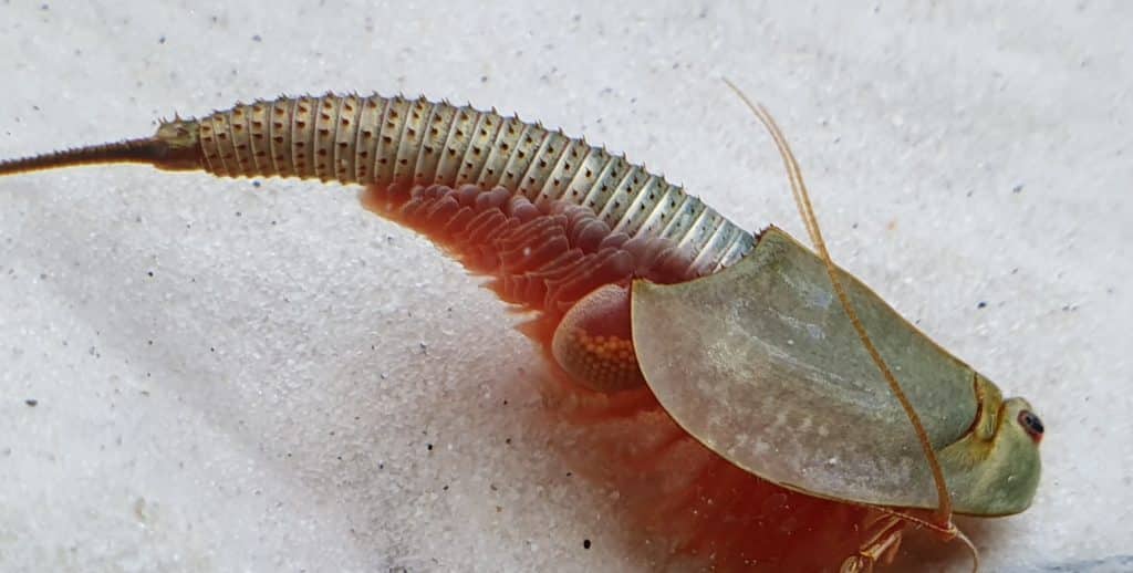 Le triops : que faut-il savoir à propos de cet animal